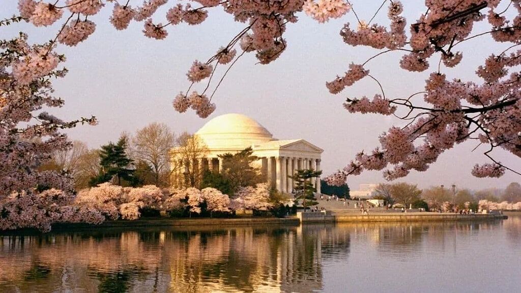 去华盛顿共赴一场樱花之约 - 服务•百科•推荐 - Niwenn