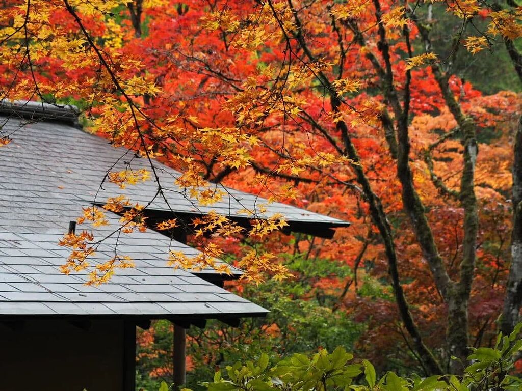 西雅图赏秋指南 - 旅游•出行•活动 - Niwenn