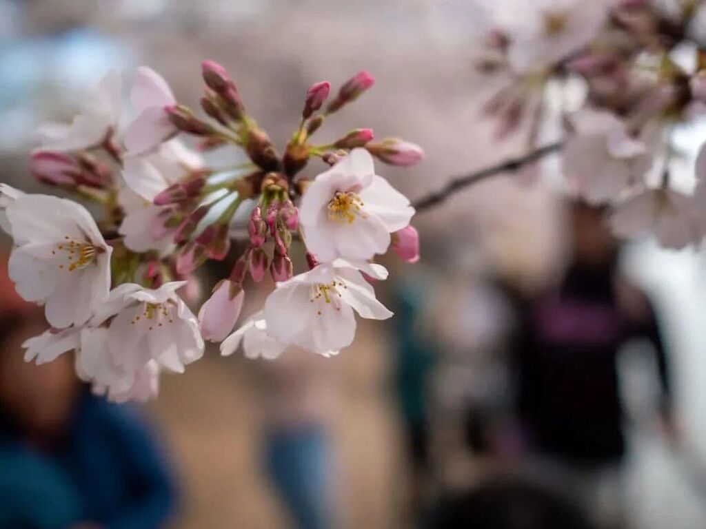 快去DC这些绝美地标邂逅春色 - 旅游•出行•活动 - Niwenn