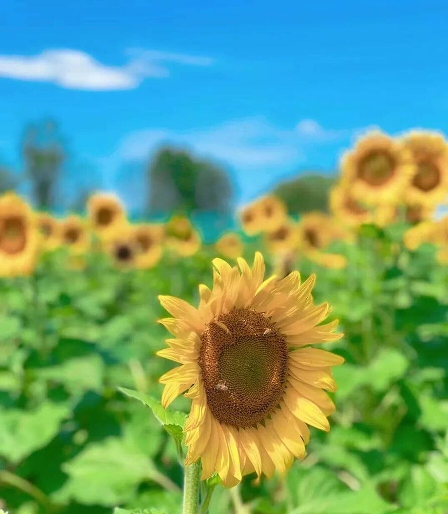 纽约向日葵农场合集 - 旅游•出行•活动 - Niwenn